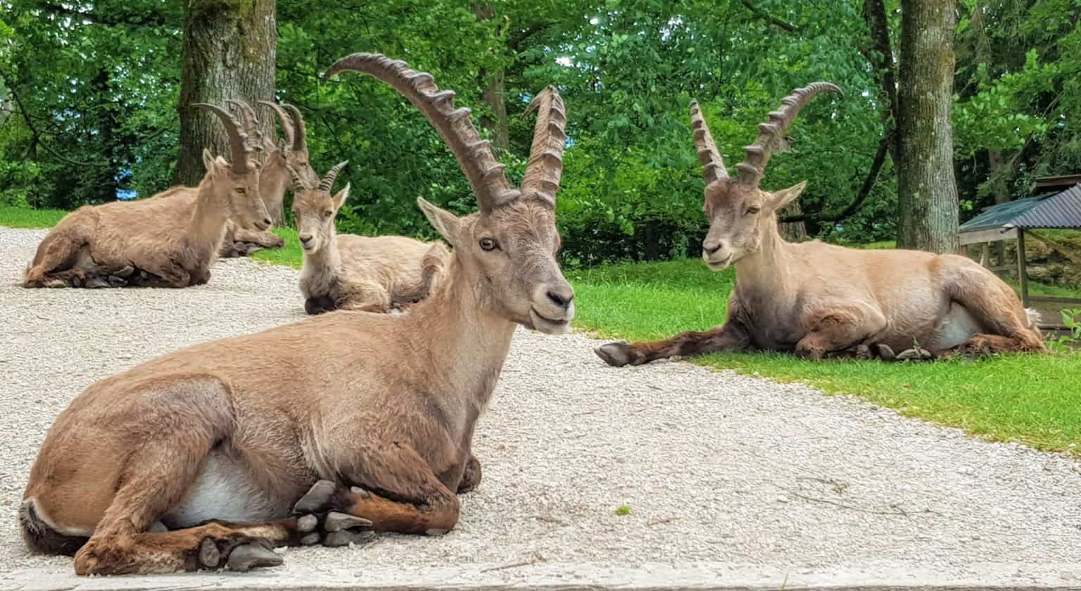 Bilder Wildtierpark - Tierpark, Schloss & Labyrinth Rosegg
